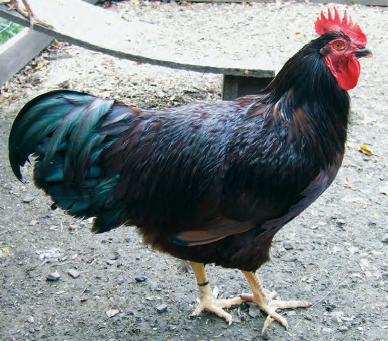 Baseball, Apple Pie & Rhode Island Red Chickens - Backyard Poultry